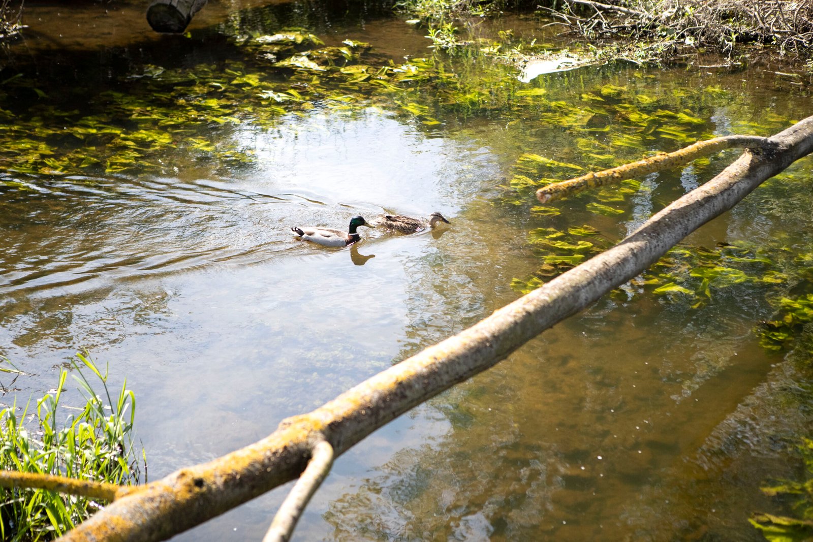 Office Space Suffolk - Earsham Mill, Earsham, Suffolk